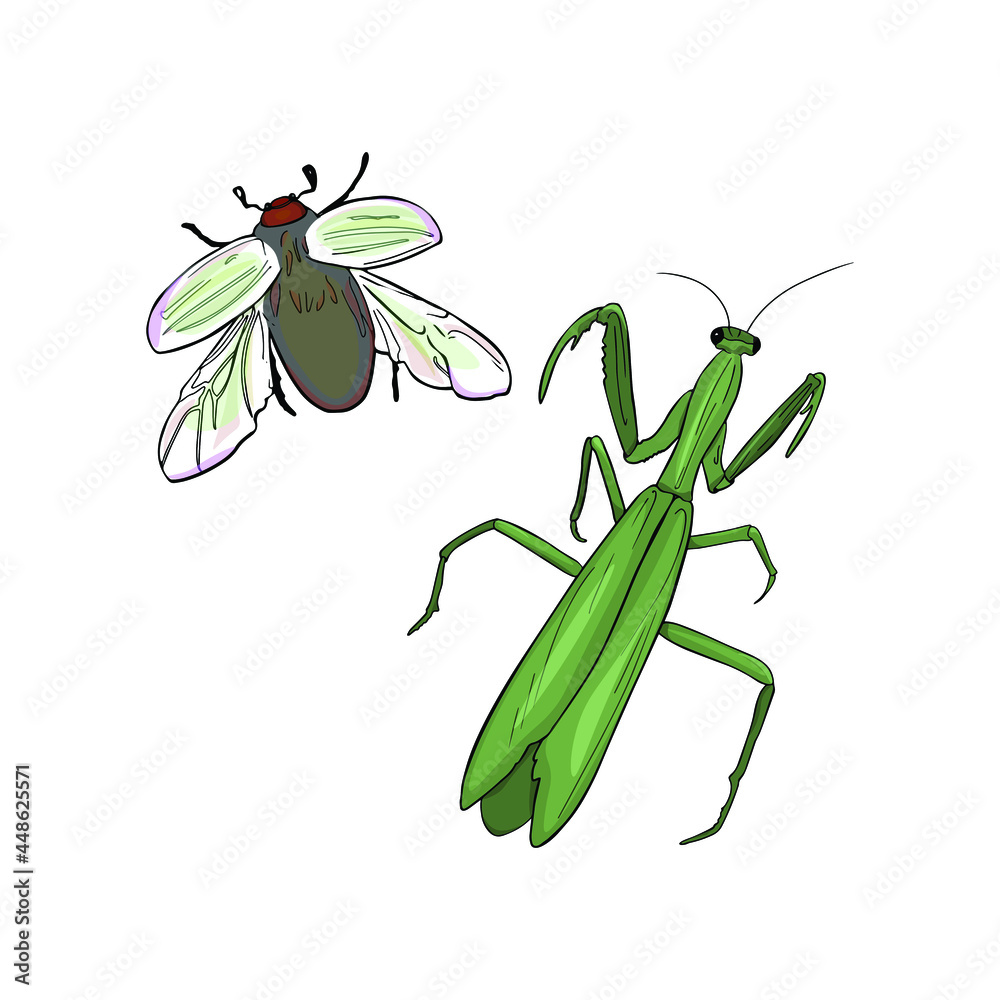 Vector illustration of insects isolated. Illustration of a praying ...