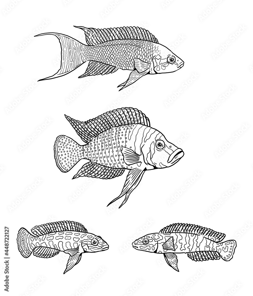 Aquarium with cichlids from the Tanganyika lake for coloring. Colorful ...