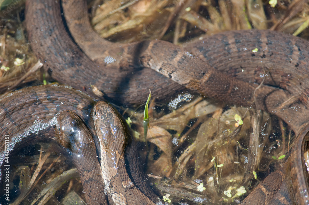 Multiple Northern Water Snakes in the water Stock Photo | Adobe Stock