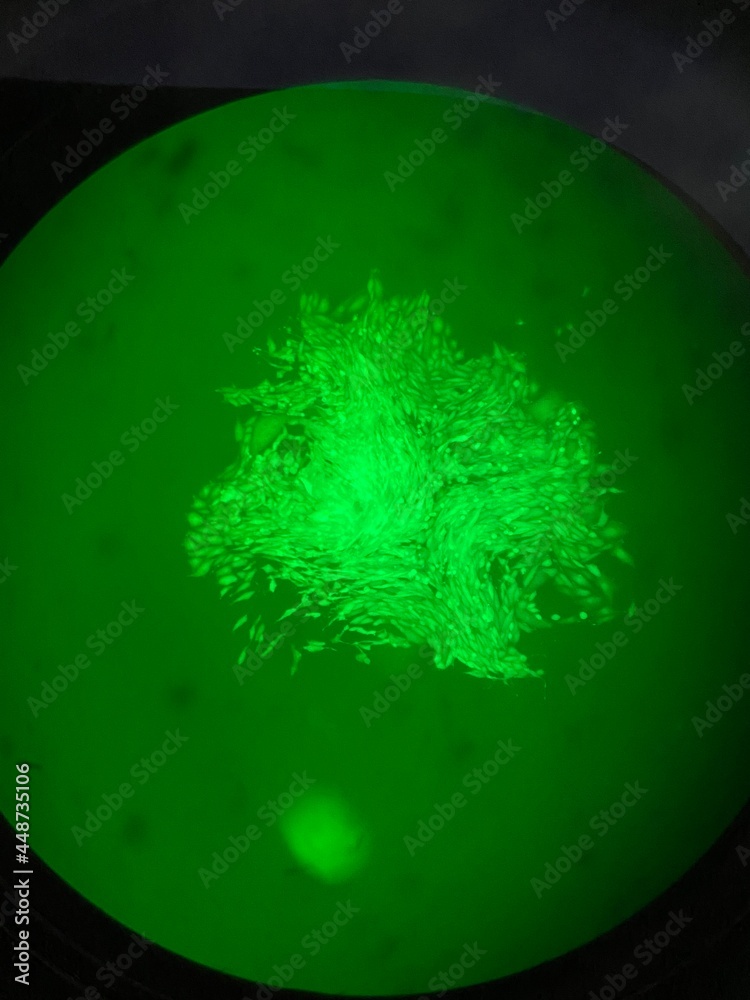 Cell transfection and expression of plasmid DNA encoding green ...