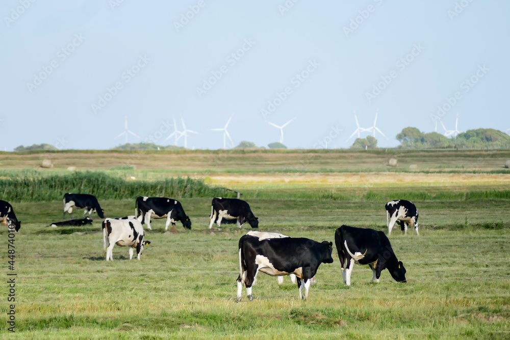 Poster cows in a field, in Sweden Scandinavia North Europe – Wall Art ...
