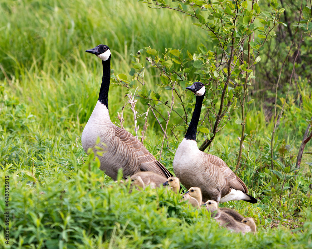 Foto de Canada Geese Photo. Canadian Goose with gosling babies in ...
