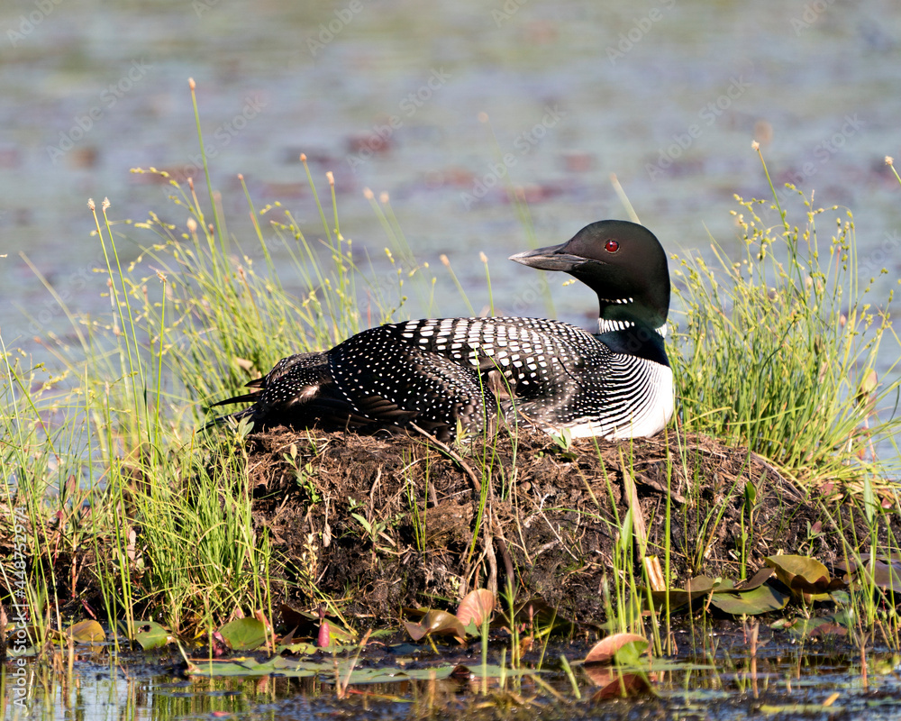Common Loon Photo. Loon with one day baby chick under her feather wings ...