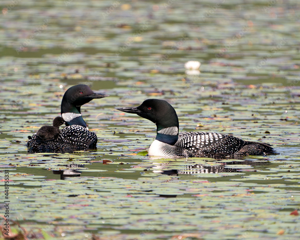 Common Loon Photo. Baby chick loon riding on parent's back and ...