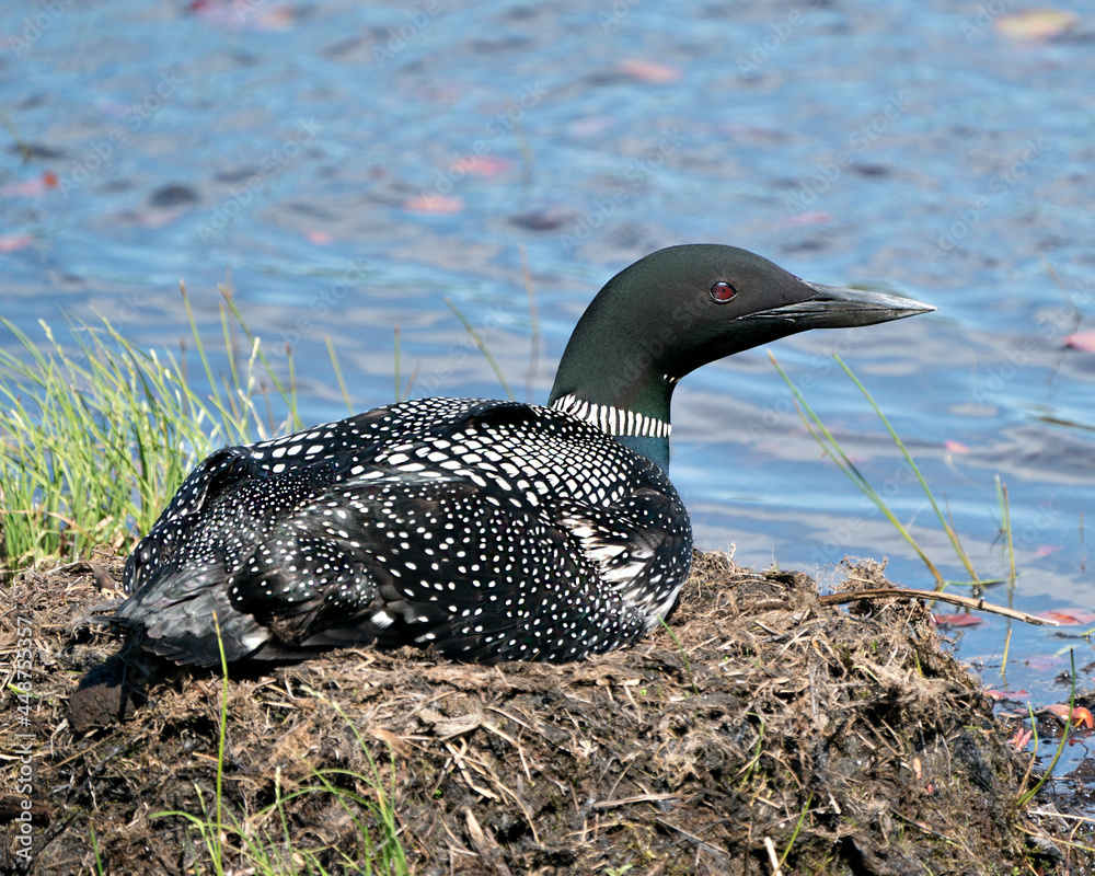 Loon Photo Stock. Loon Nest Image. Loon on Lake. Nesting and guarding ...