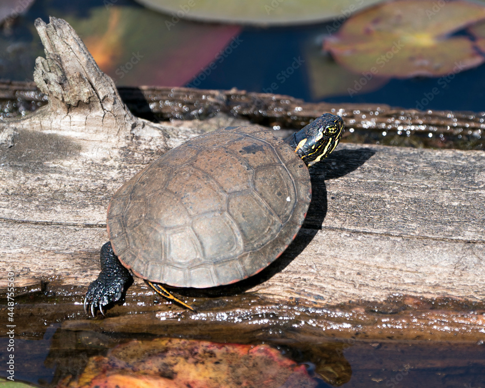 Painted Turtle Photo. On a log in the pond with lily pad pond, water ...
