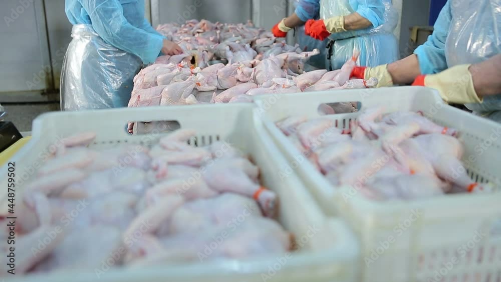 Chicken processing line at poultry farm . Chicken meat production line ...