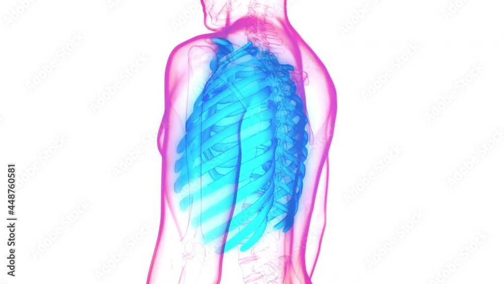 Human Skeleton System Rib Cage Bone Joints Anatomy Animation Concept ...