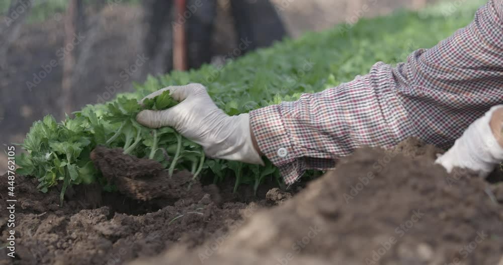 Gardener wearing glove is pulling seedlings from soil and cleaning them ...