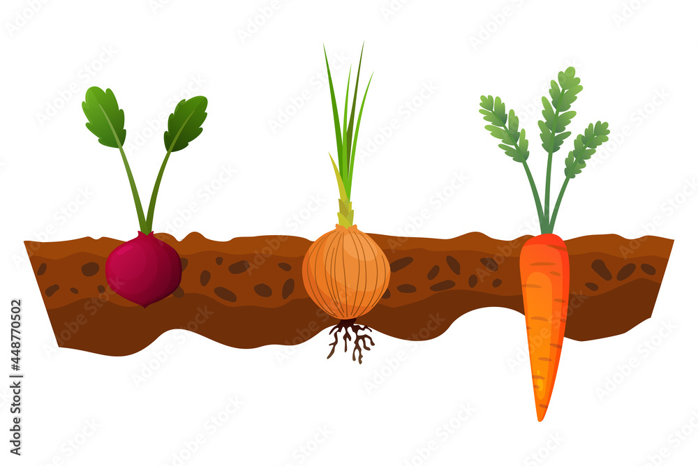 Carrot Root System