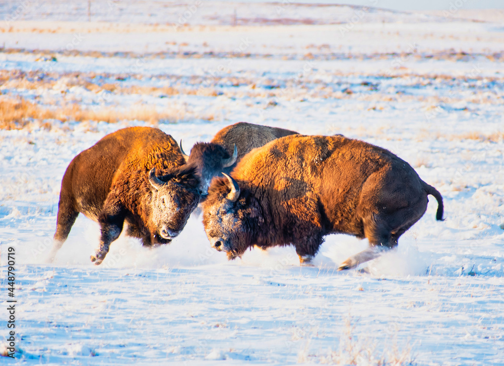 Clashing American Bison Stock Photo | Adobe Stock