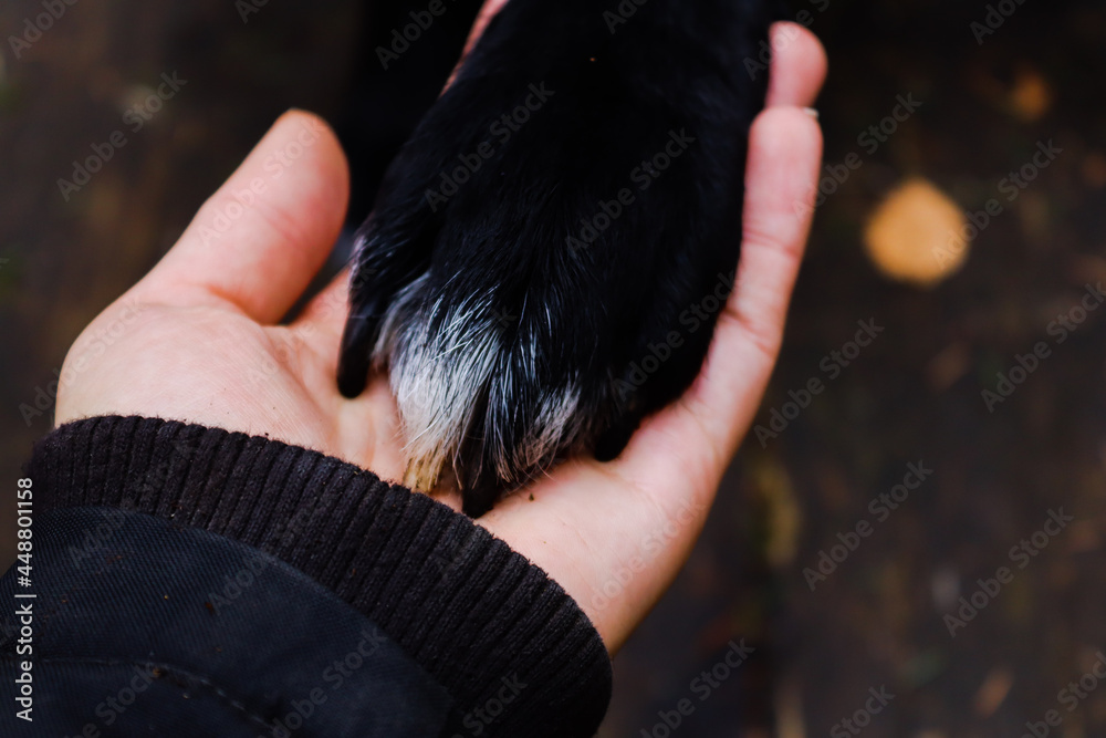We Hold Hands, Paws Stock Photo | Adobe Stock