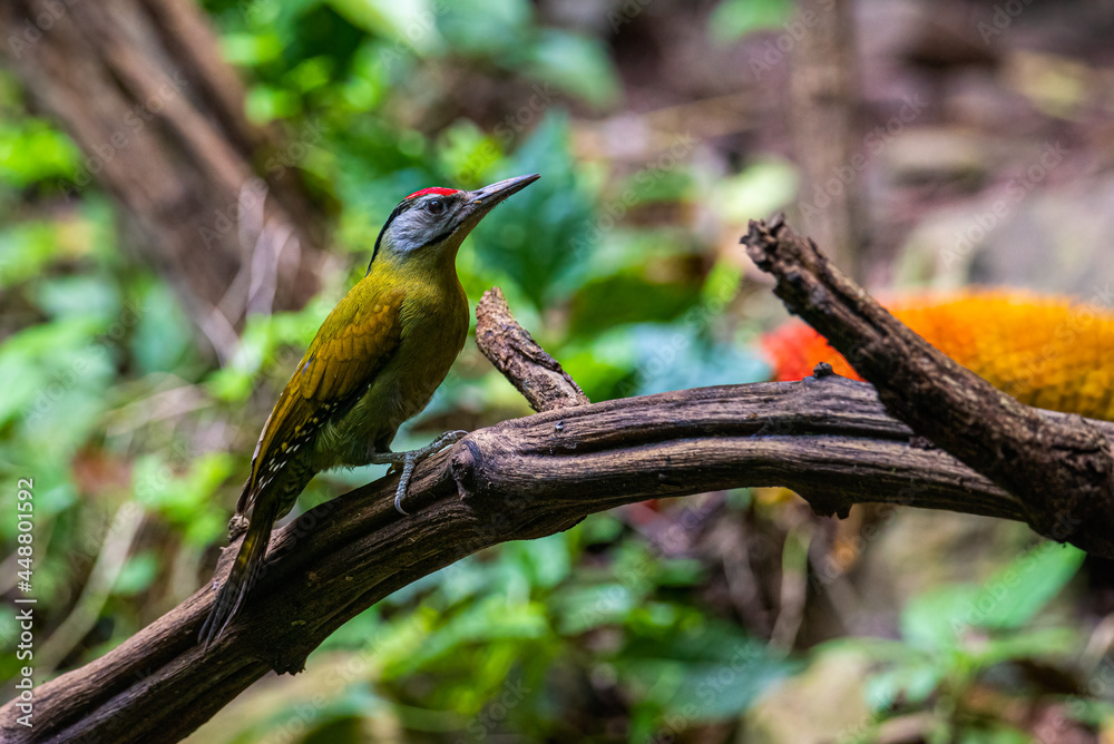 Common flameback beautiful bird woodpecker in nature Stock Photo ...