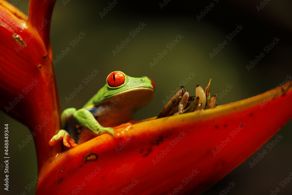 Red eyed tree frog on flower at border of Panama and Costa Rica in the ...