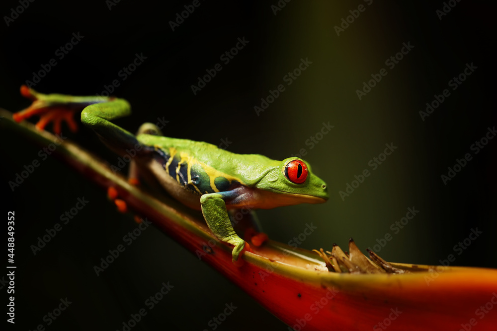 Red eyed tree frog on flower at border of Panama and Costa Rica in the ...