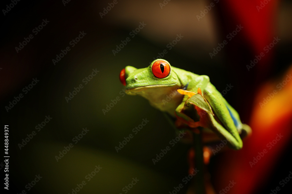 Red eyed tree frog on flower at border of Panama and Costa Rica in the ...