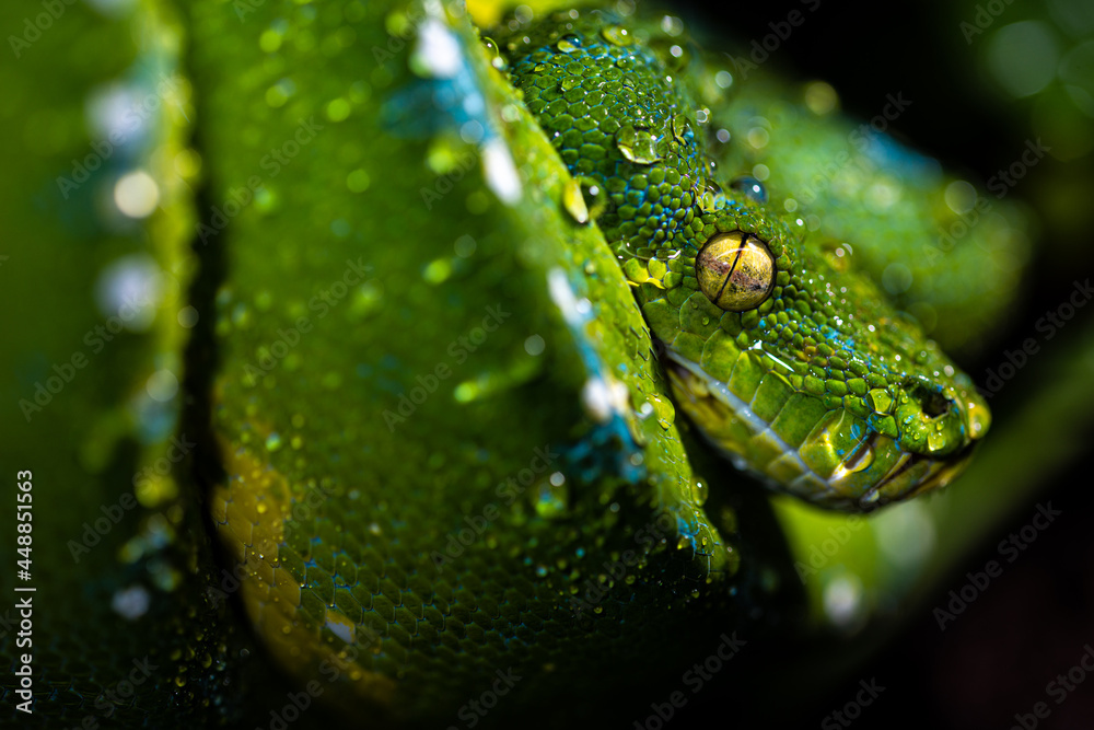 Close up of a gorgeous Green Tree Python (Morelia viridis) with water ...