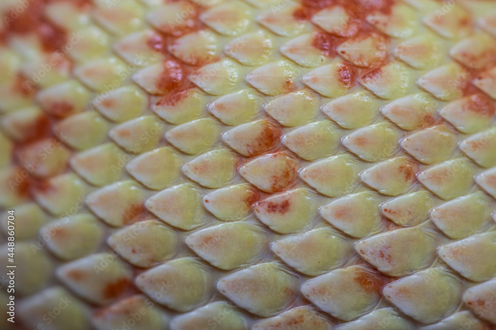 Macrophotography detail of the scales of the skin of a snake ...