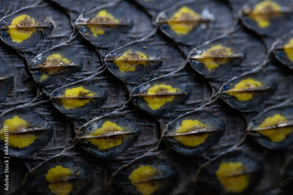 Macrophotography detail of the scales of the skin of a king ratsnake ...