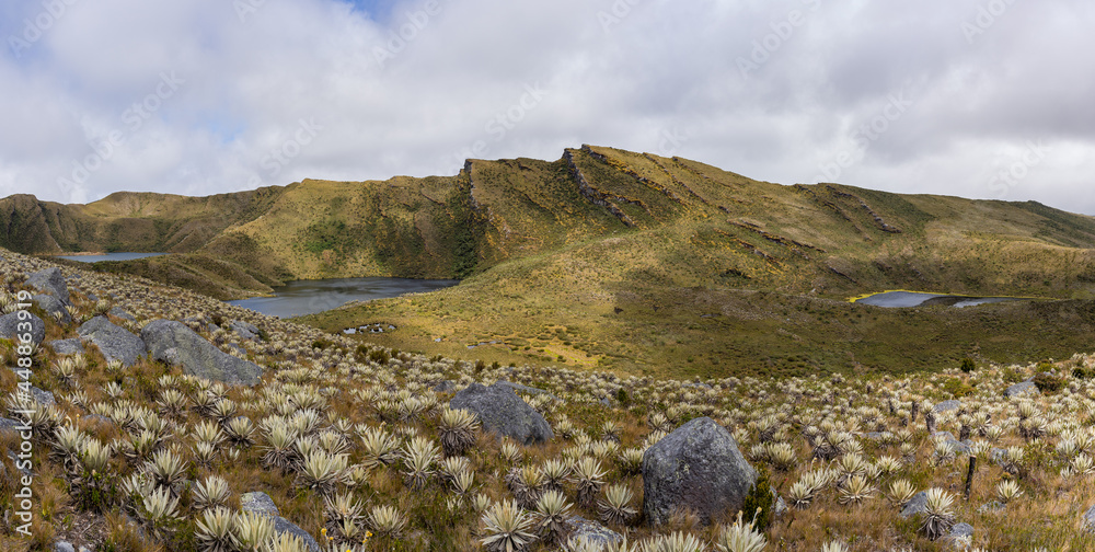 Frailejones, endemic flowers of the paramo of south america, the ...