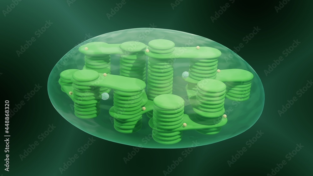 Chloroplast 3d illustration Stock Illustration | Adobe Stock
