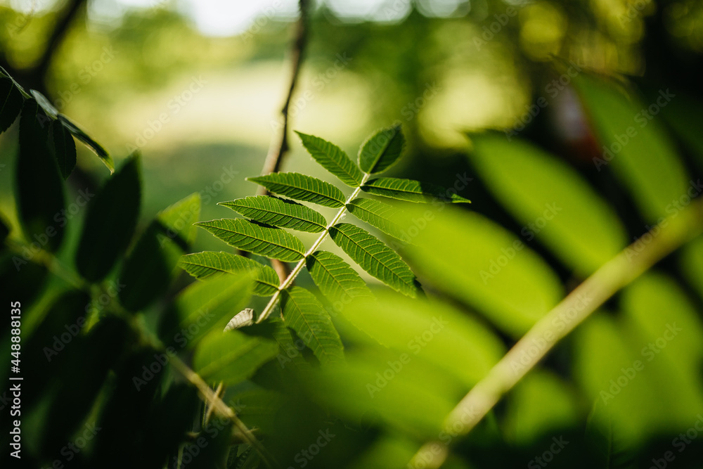Nature Background Stock Photo | Adobe Stock