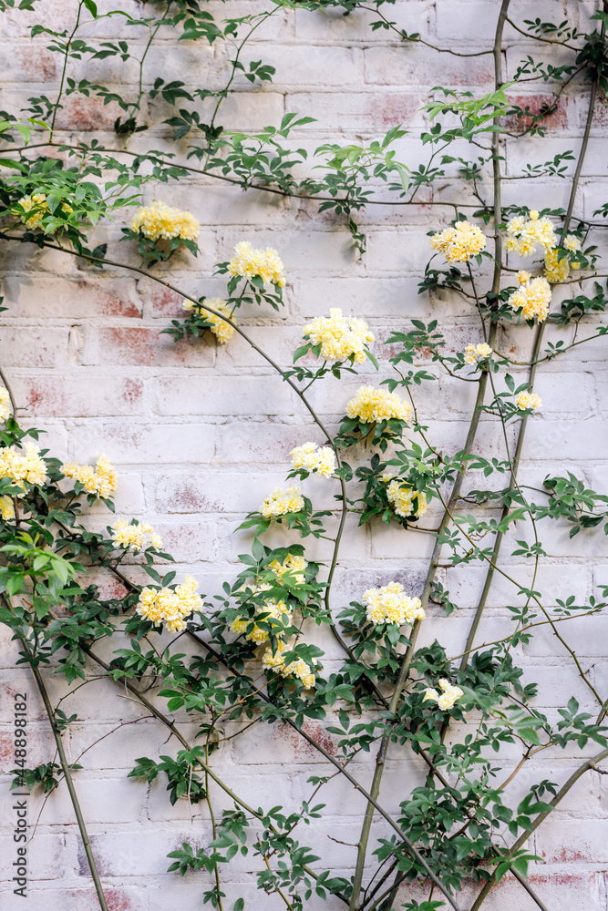 Climbing vine with yellow flowers Stock Photo | Adobe Stock