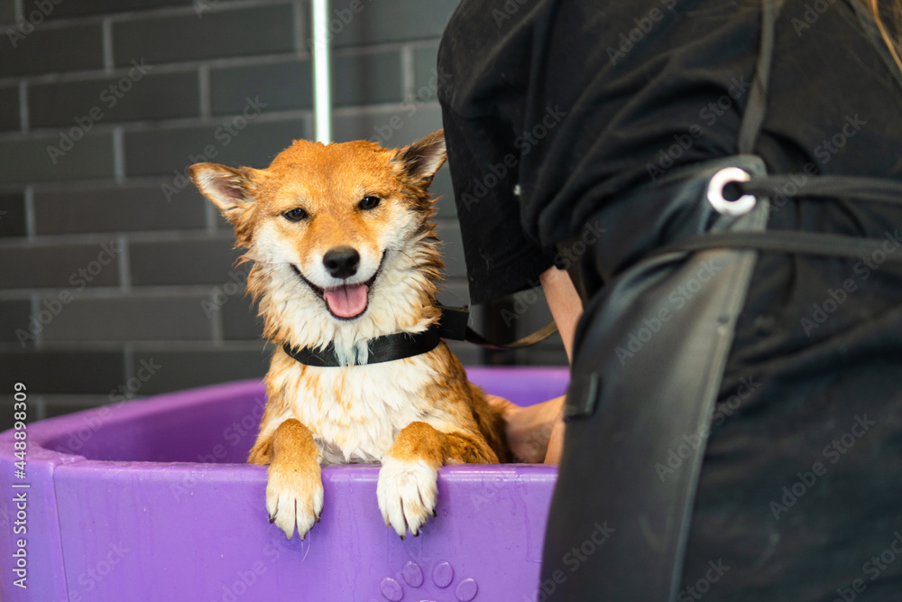 dog grooming salon Stock Photo | Adobe Stock