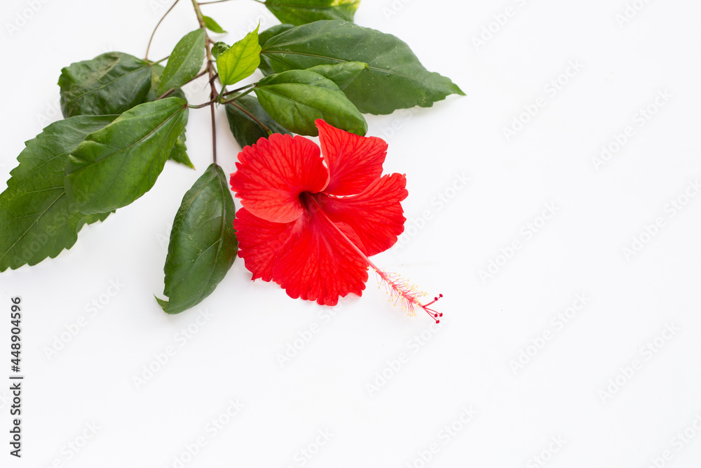 Red Hibiscus Background