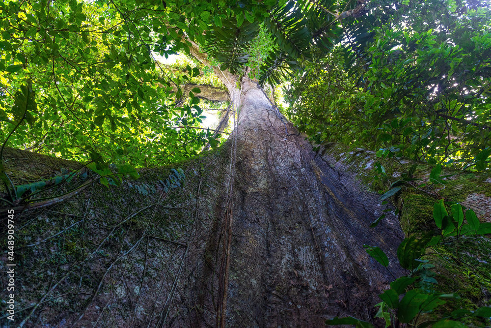 Fotografija, Poster Giant Ceiba tree in the Amazon rainforest with a ...
