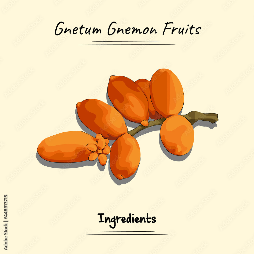 Gnetum Gnemon Fruits Illustration Sketch And Vector Style. Good to use ...