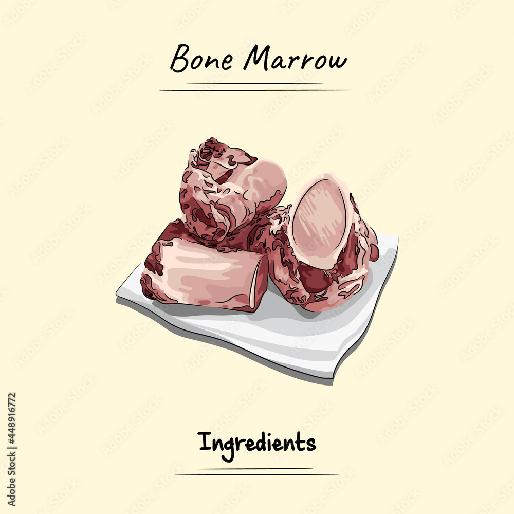 Bone Marrow Illustration. Ingredients For food element. Sketch and ...