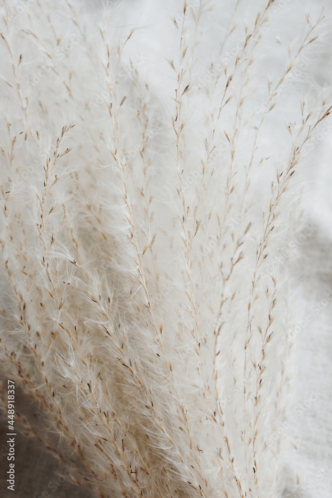 pampas grass neutral beige color on beige linen texture background ...