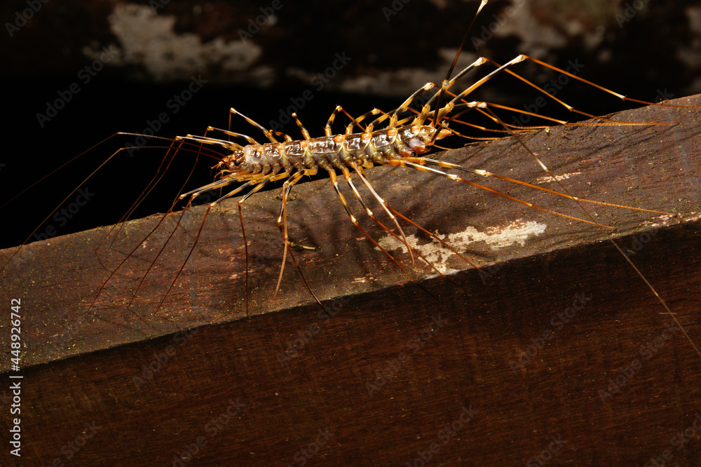 Giant house or long legged centipede (Scutigeridae), Borneo, Malaysia ...