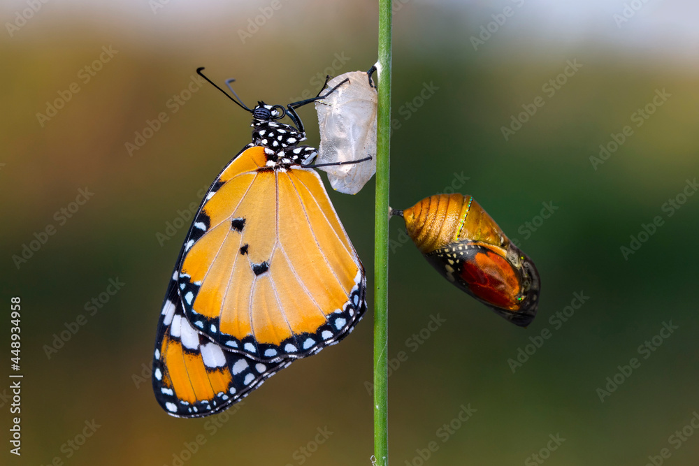 Amazing moment ,Monarch Butterfly , caterpillar, pupa and emerging with ...