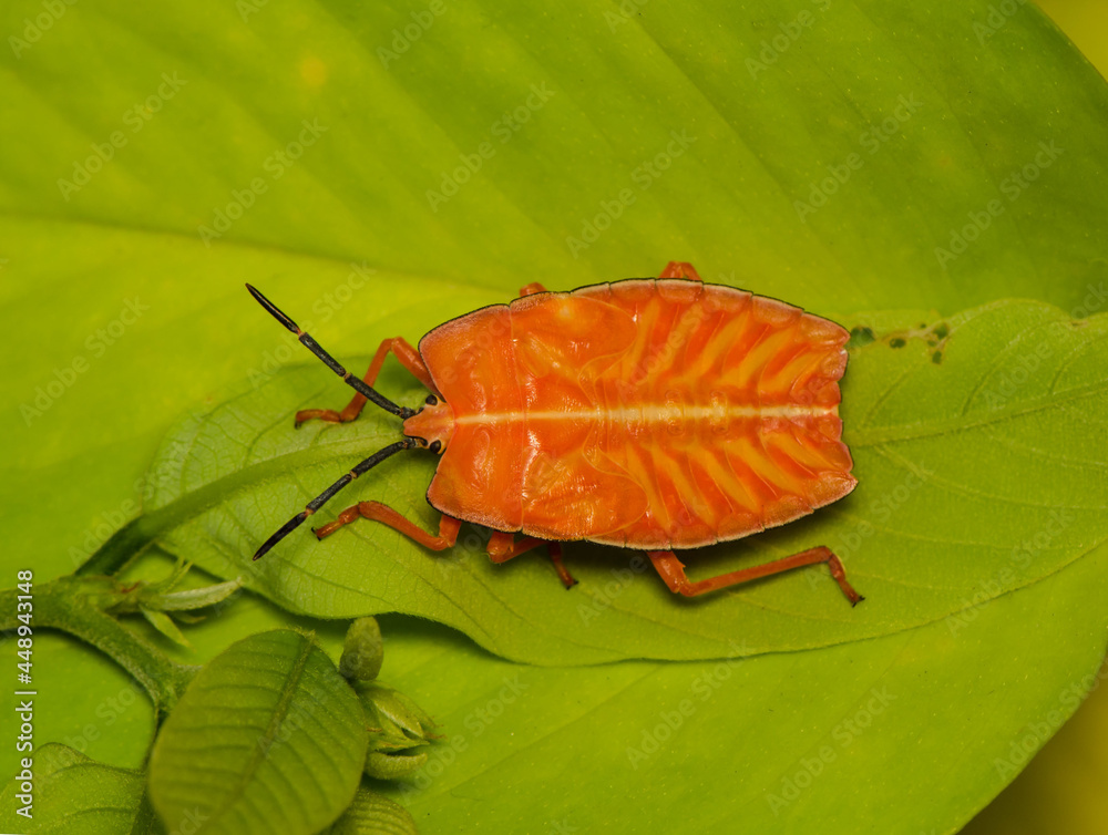 Macro photography of bugs and insects. Shield Bug Nymph. Tessaratomidae ...