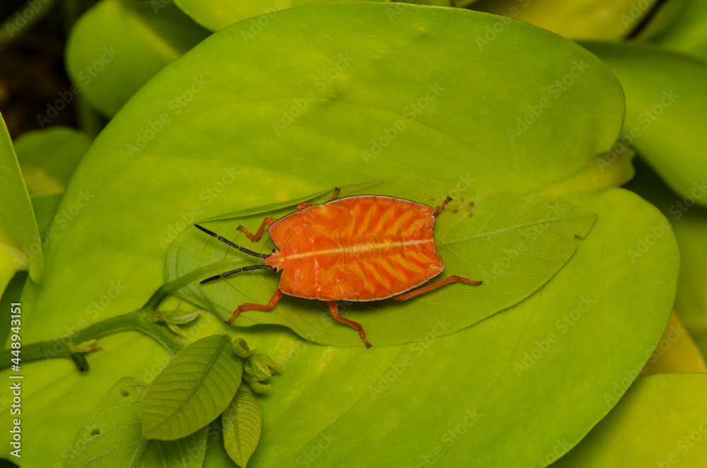 Macro photography of bugs and insects. Shield Bug Nymph. Tessaratomidae ...