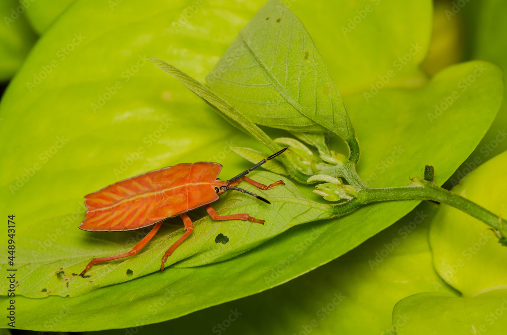 Macro photography of bugs and insects. Shield Bug Nymph. Tessaratomidae ...