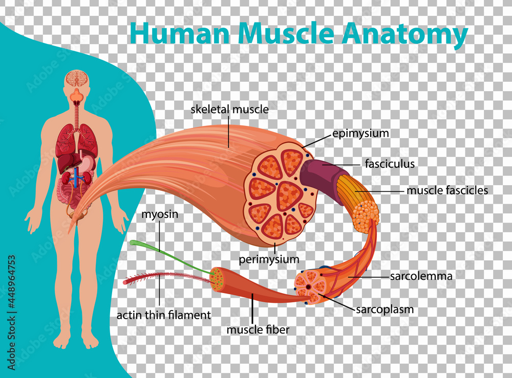 Human muscle anatomy with body anatomy Stock Vector | Adobe Stock