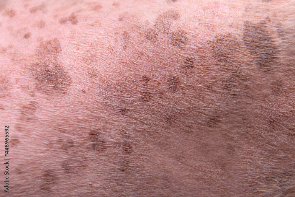 closeup Senior Poodle dog butt with blackspot and redness or rash skin ...