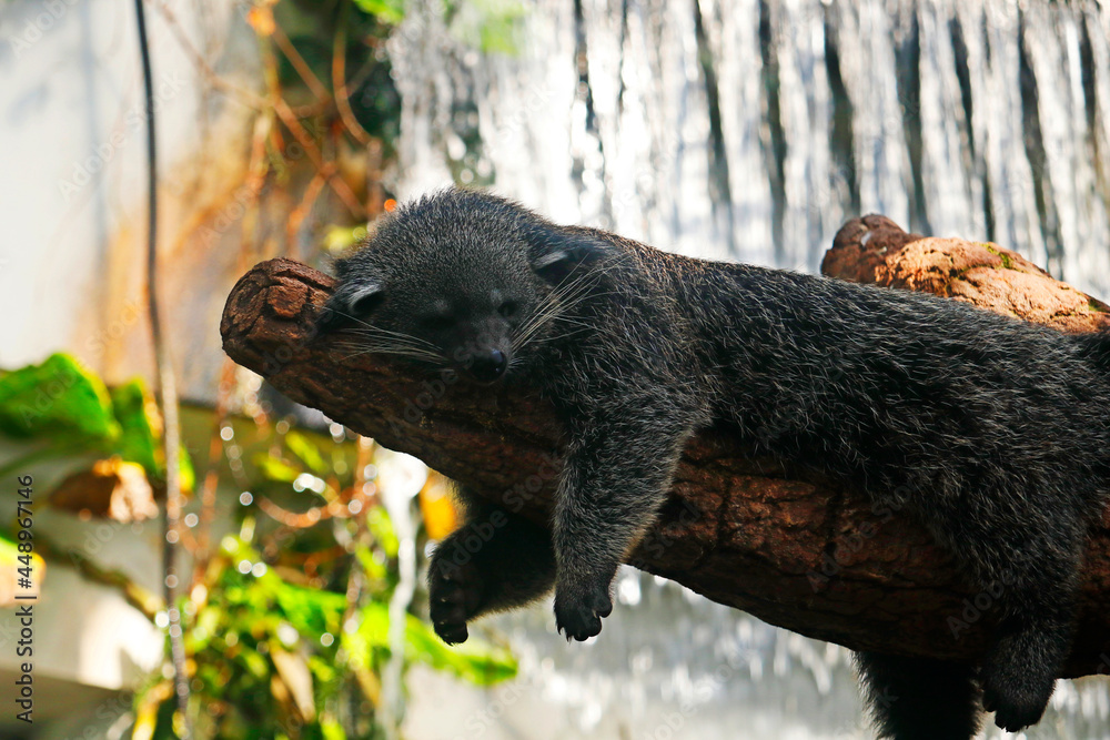 Asian palm civet, also called common palm civet, toddy cat and musang ...