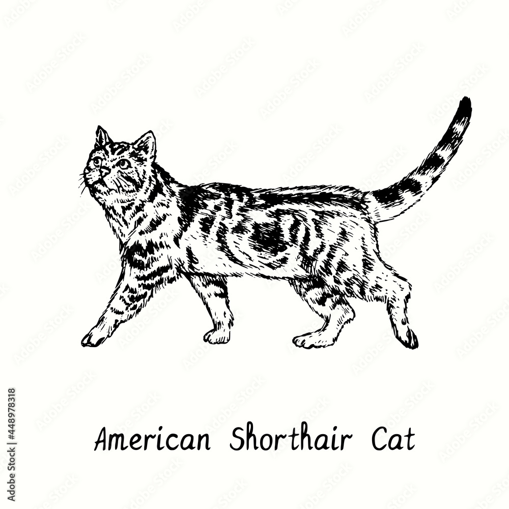 American Shorthair Cat standing side view. Ink black and white doodle ...