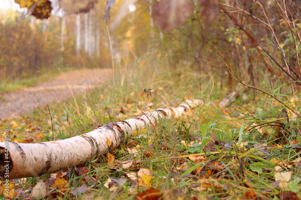 How beautiful and dangerous nature is. Even though these trees have ...
