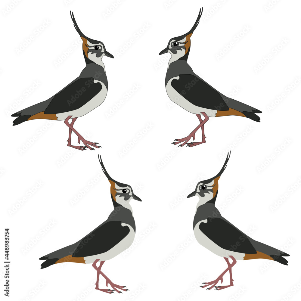 Set of brown-grey lapwing colouring with cartoon eyes with and without ...