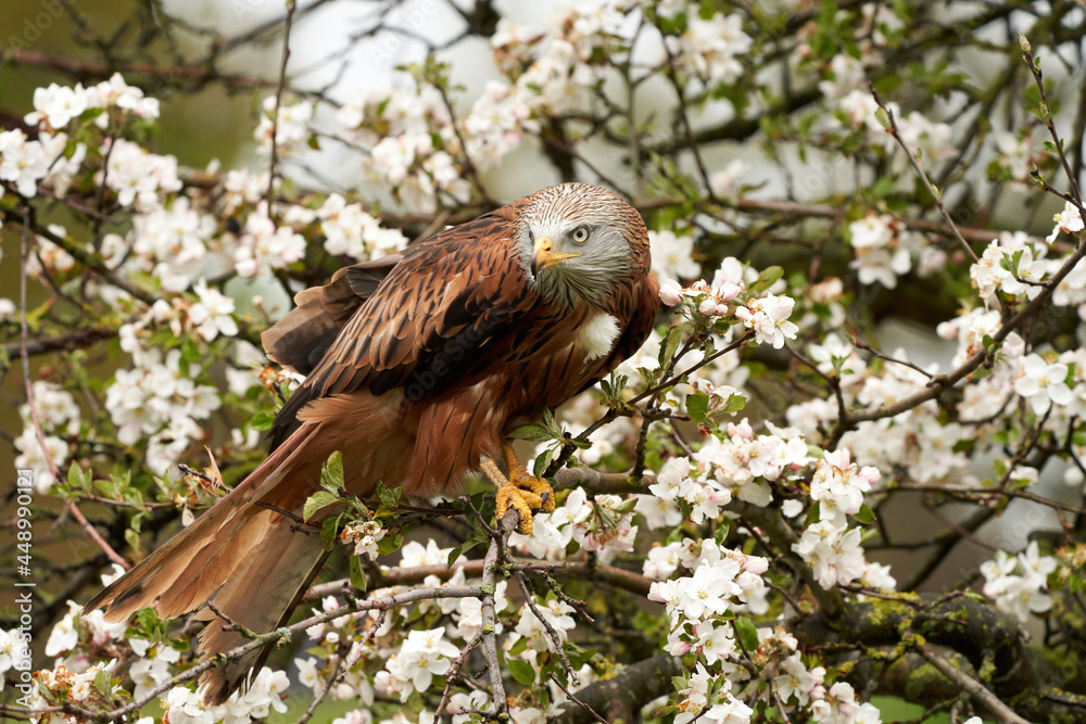 Red kite, in a tree with white blossom. Sky in the background. Bird of ...