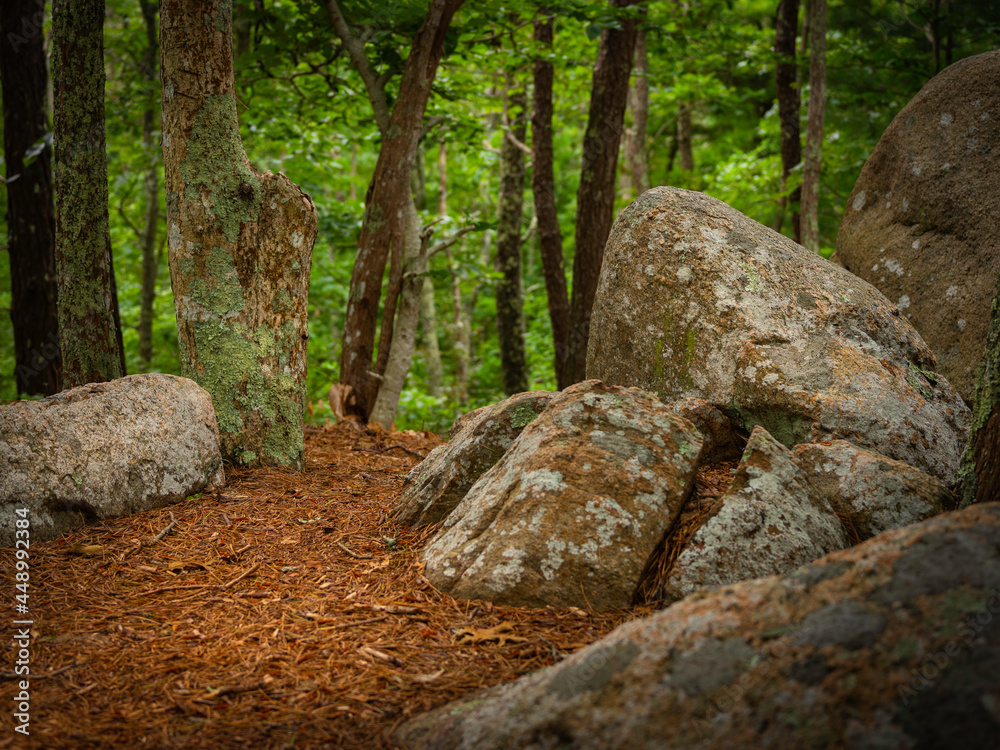 Footpath into the Glacial Moraine Trail Forest on Cape Cod. Ancient ...