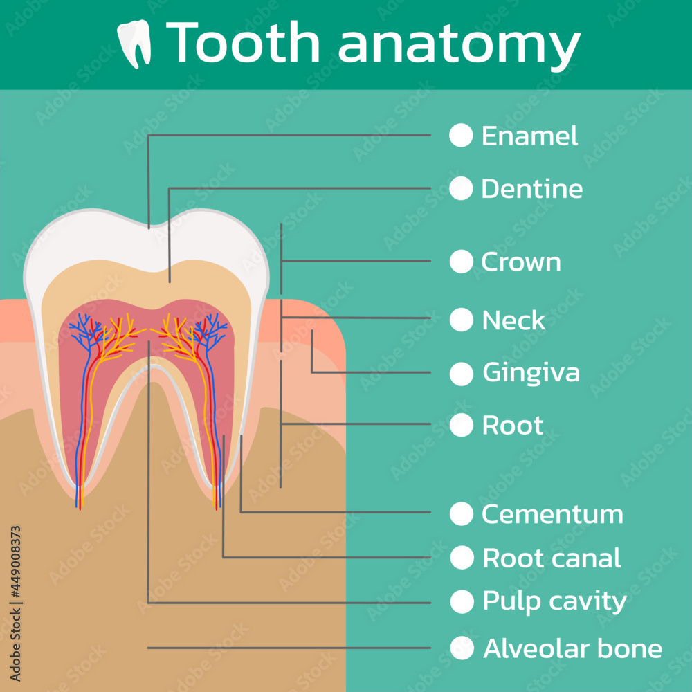 Tooth anatomy