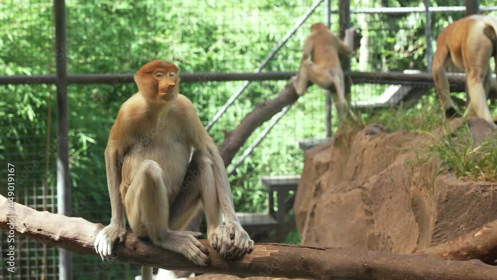 Exotic proboscis monkeys in a cage. A young male is sitting on a branch ...