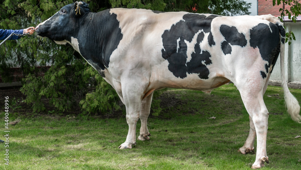 Beautiful breeding bull in the farm corral. The bull-producer in the ...