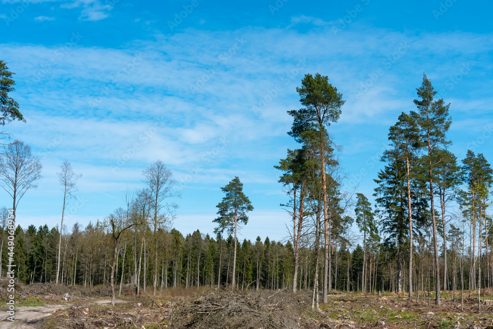 A large clearing with stumps after deforestation on the background of a ...